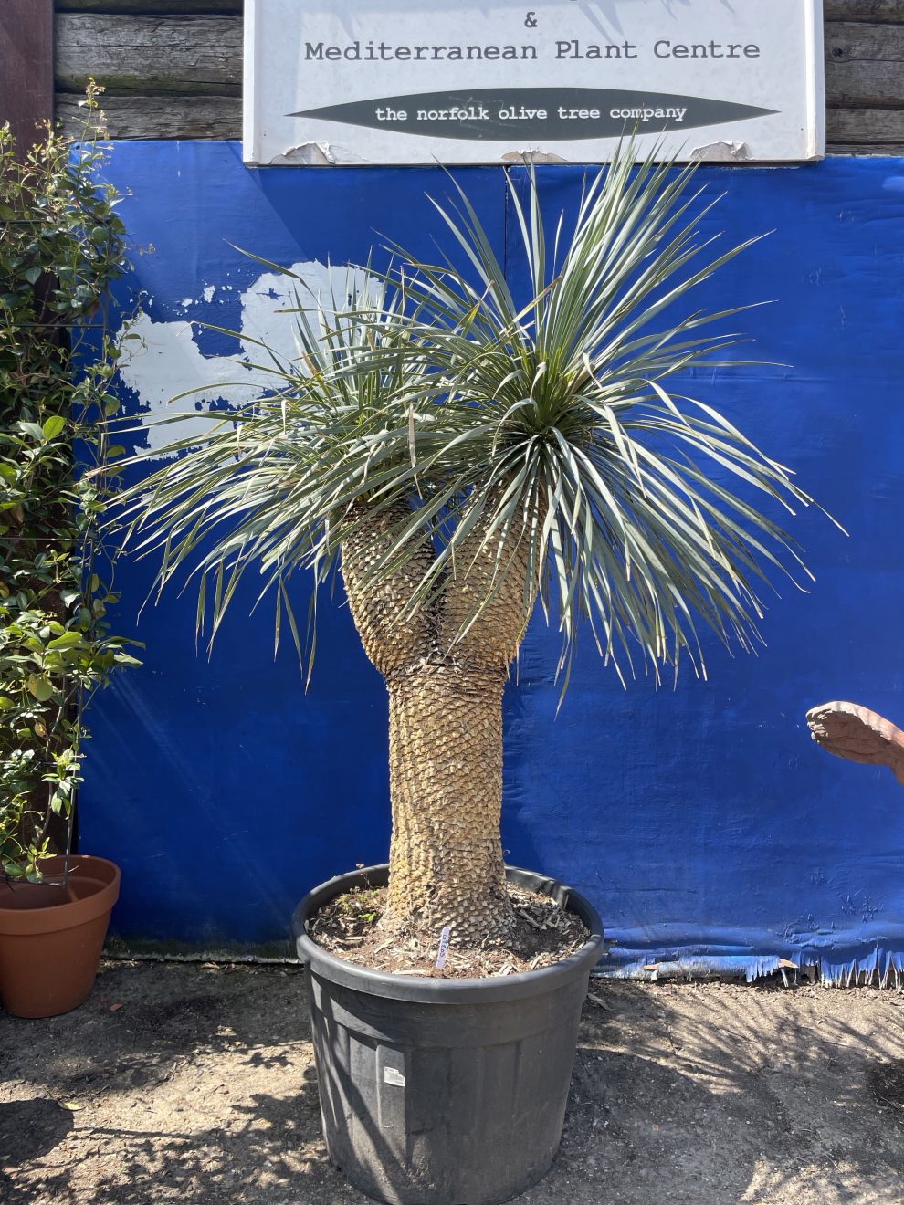 Double head mature Yucca Rostrata - The Norfolk Olive Tree Company