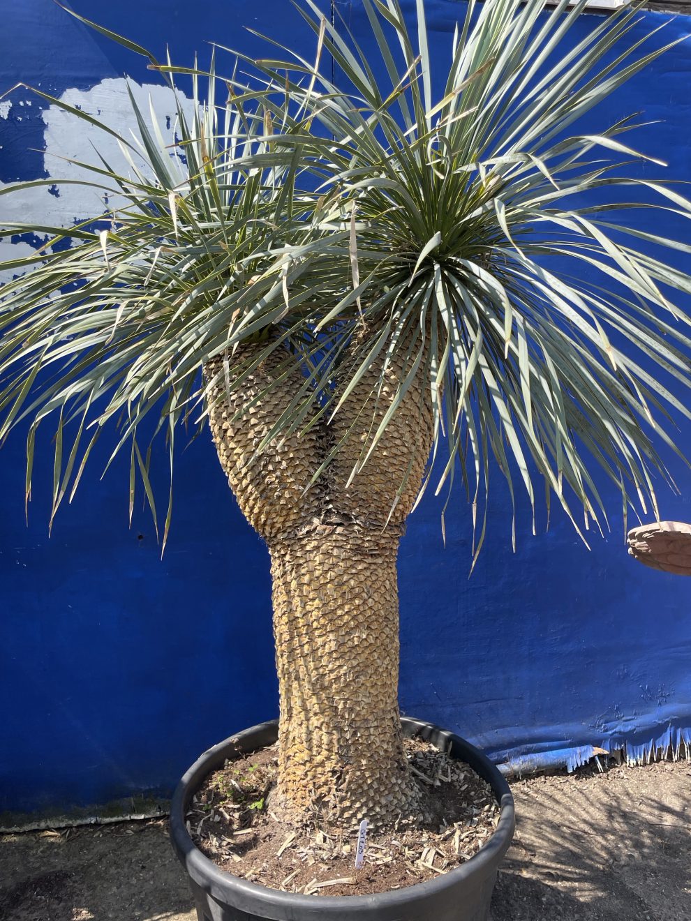 Double head mature Yucca Rostrata - The Norfolk Olive Tree Company