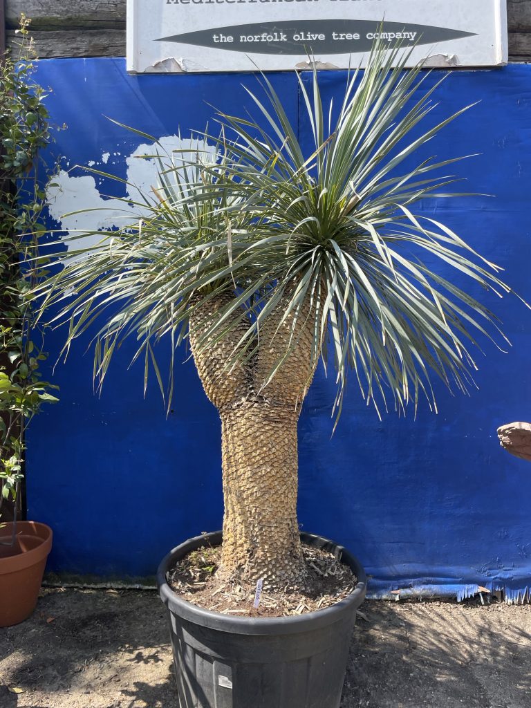 Double head mature Yucca Rostrata - The Norfolk Olive Tree Company