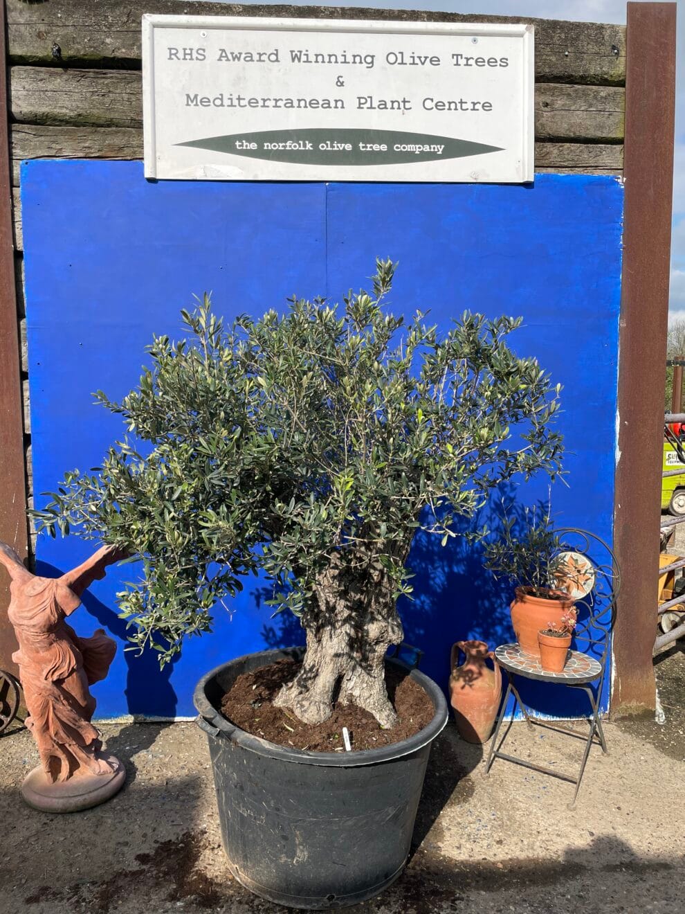 Dwarf Olive Tree. - The Norfolk Olive Tree Company