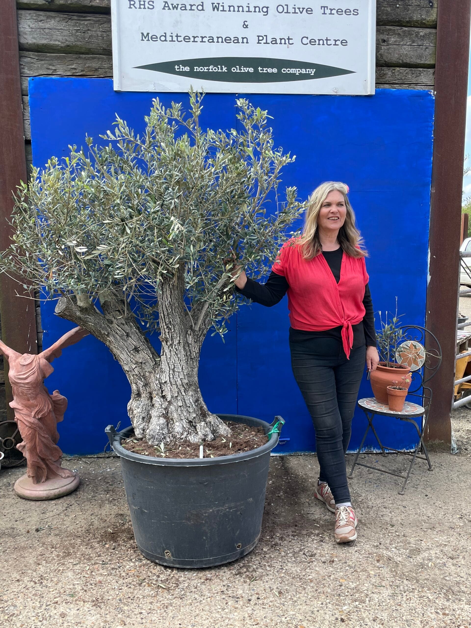 Olive tree with charm - The Norfolk Olive Tree Company