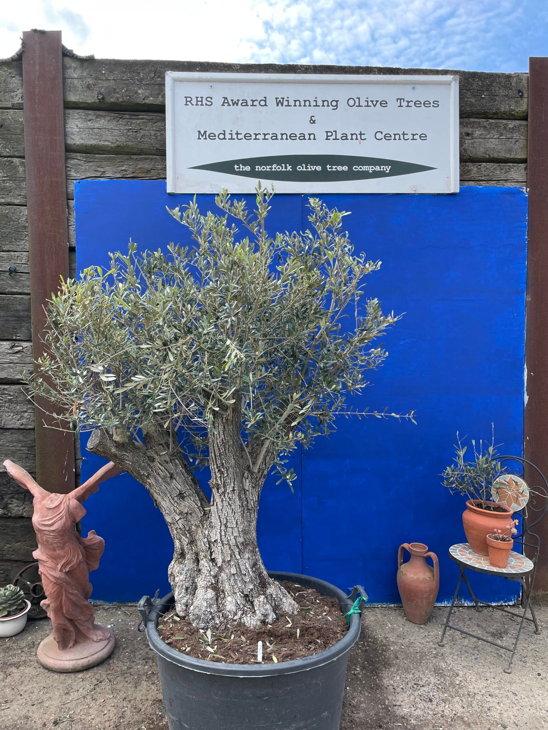 Olive tree with charm - The Norfolk Olive Tree Company