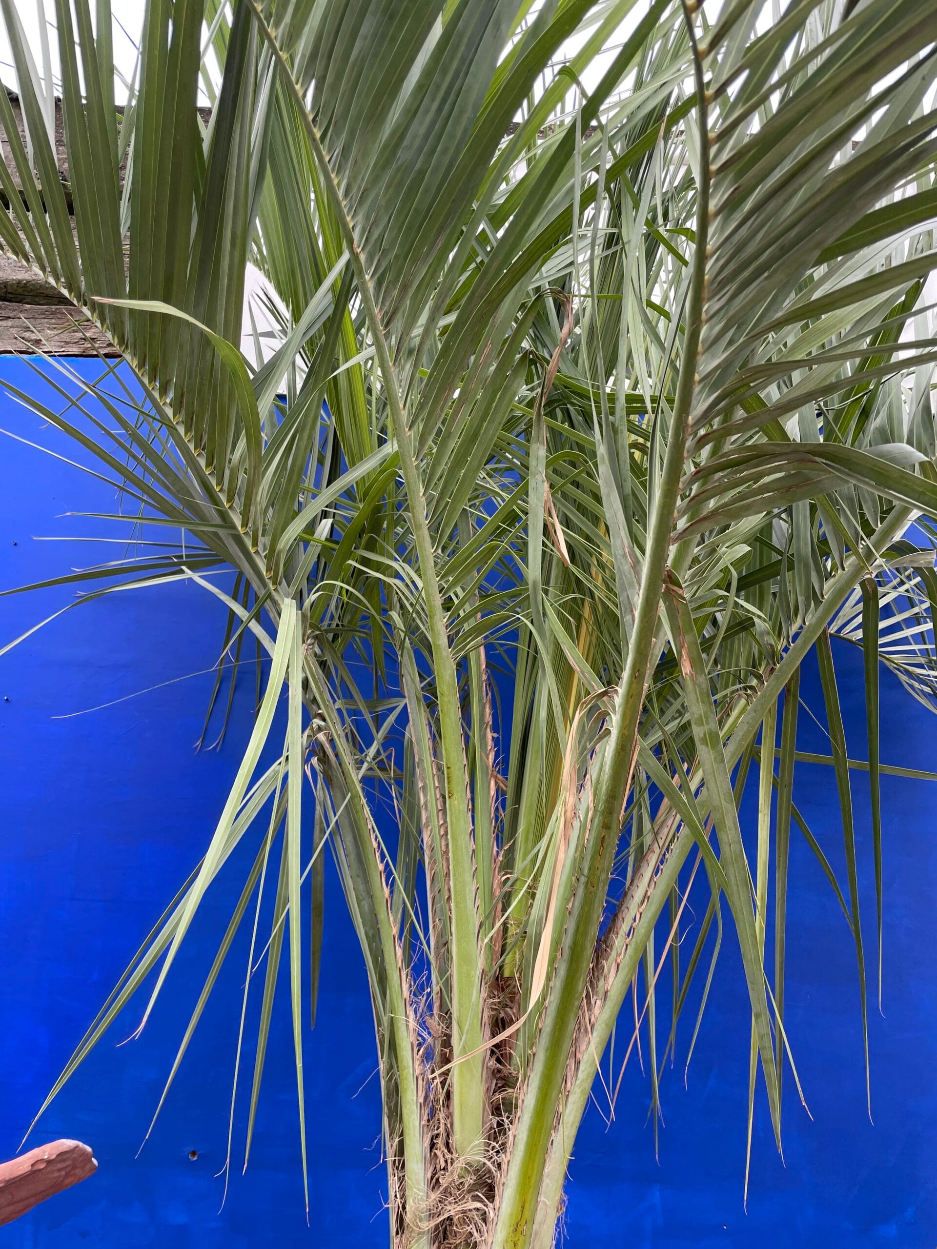 Butia Capitata for sale. - The Norfolk Olive Tree Company