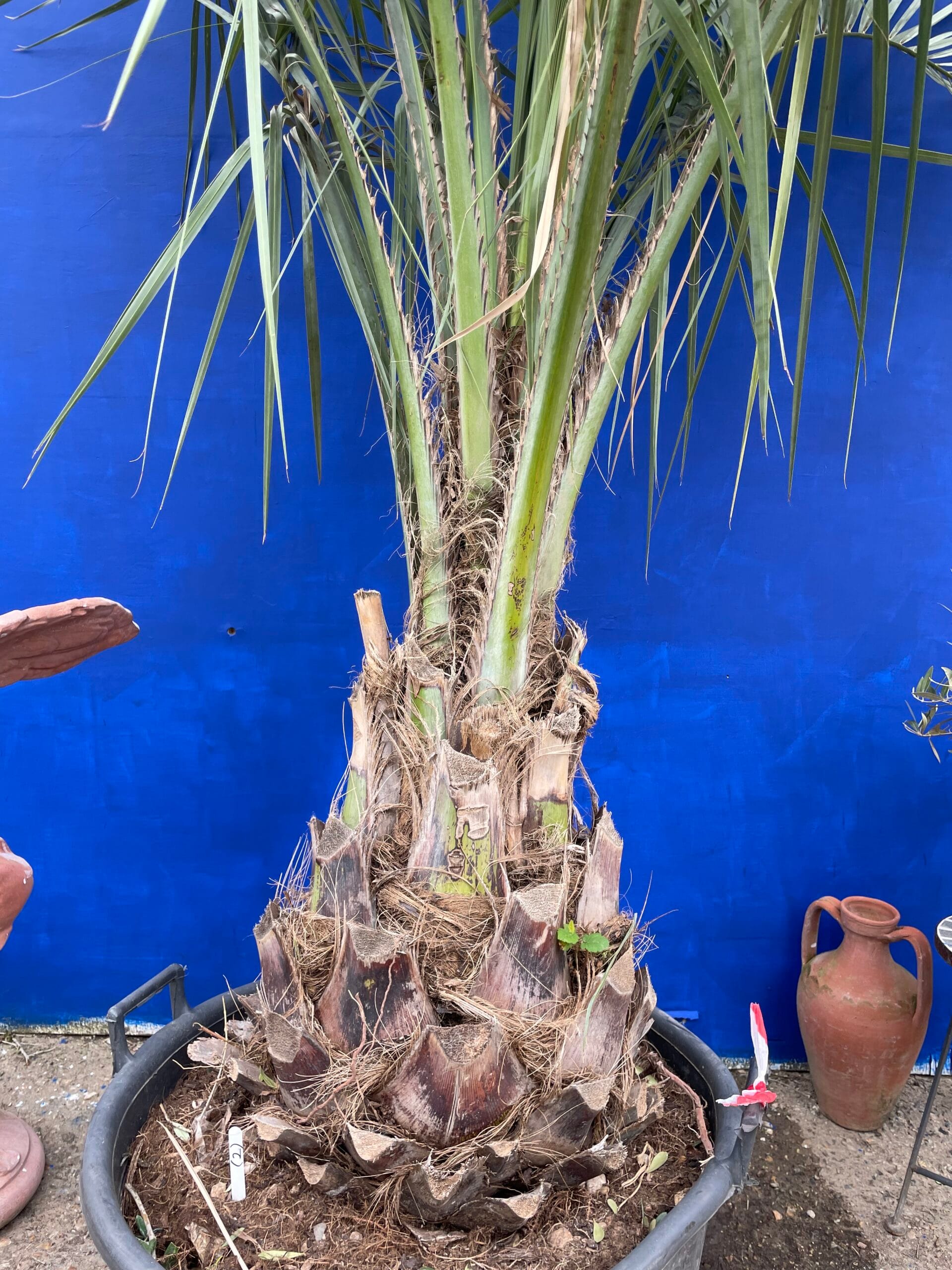 Butia Capitata for sale. - The Norfolk Olive Tree Company