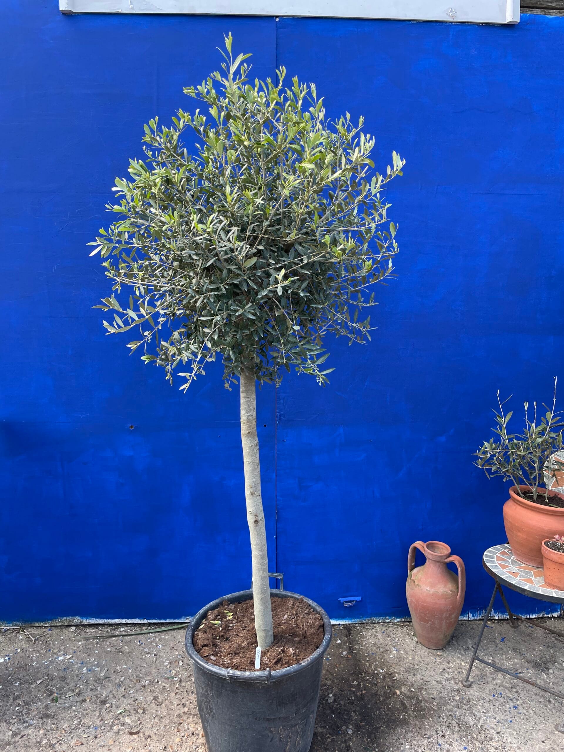 Courtyard Olive tree