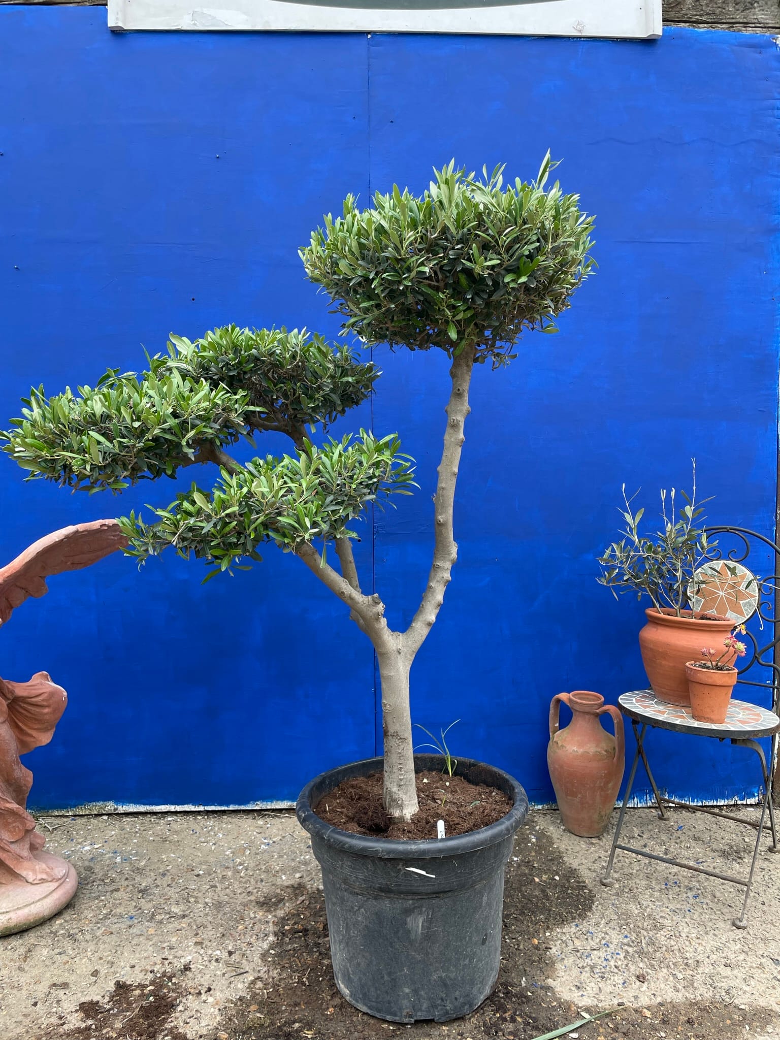 Patio cloud tree - The Norfolk Olive Tree Company