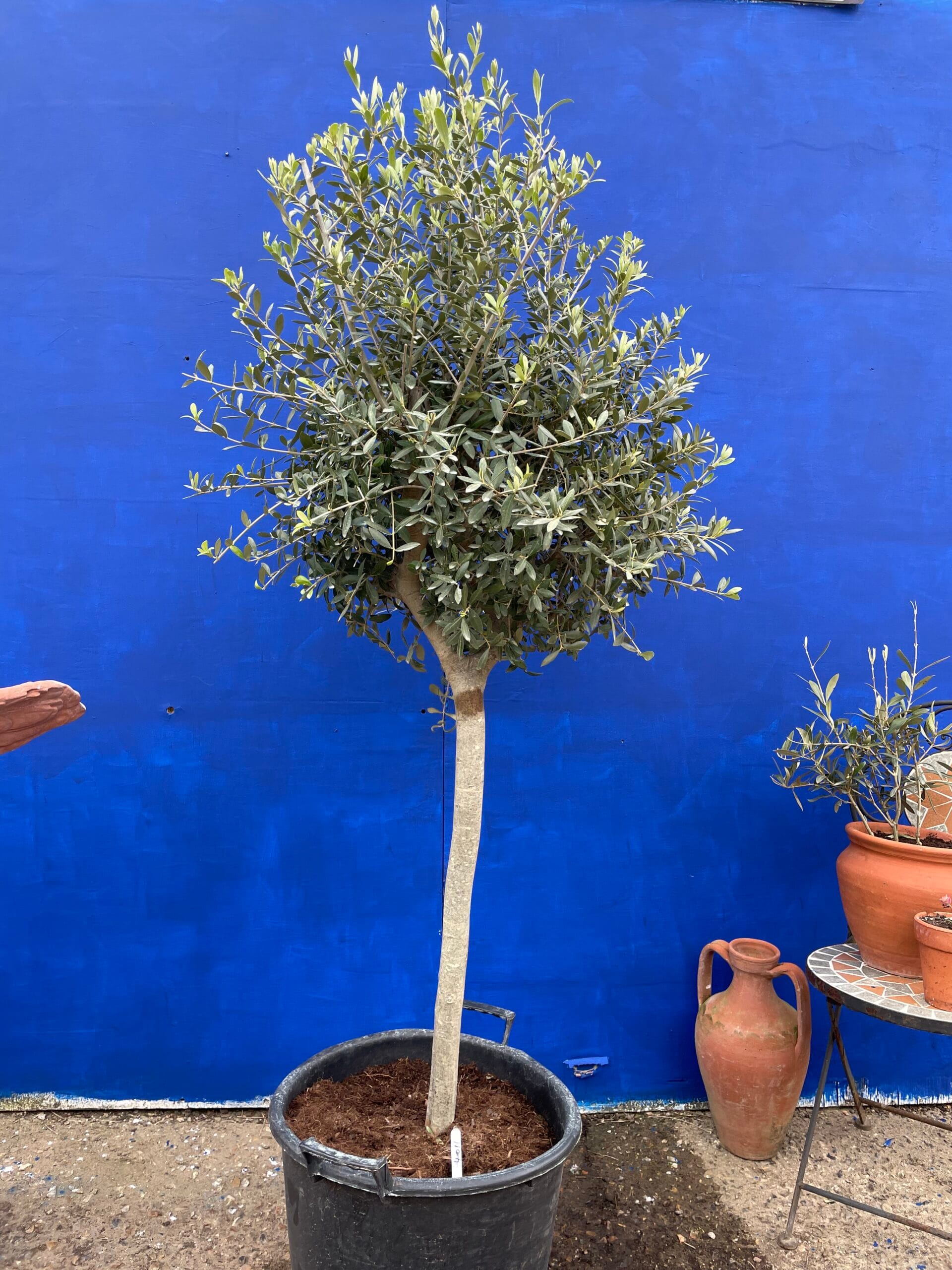 Patio olive tree - tree 4011 - The Norfolk Olive Tree Company