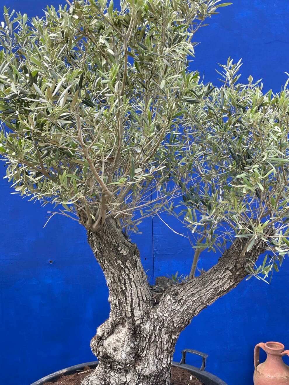 Olive tree with charm - The Norfolk Olive Tree Company