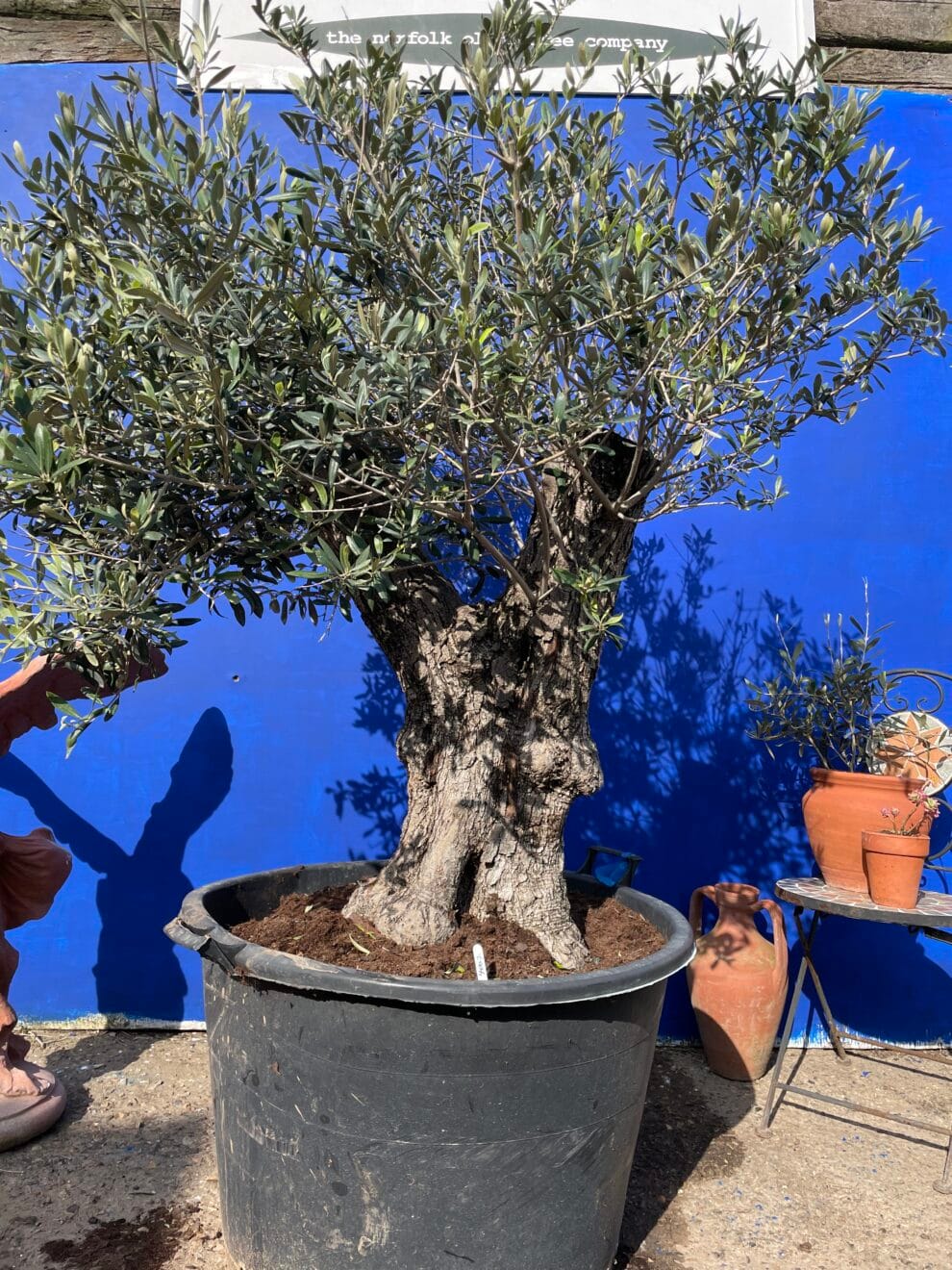 Dwarf Olive Tree. - The Norfolk Olive Tree Company