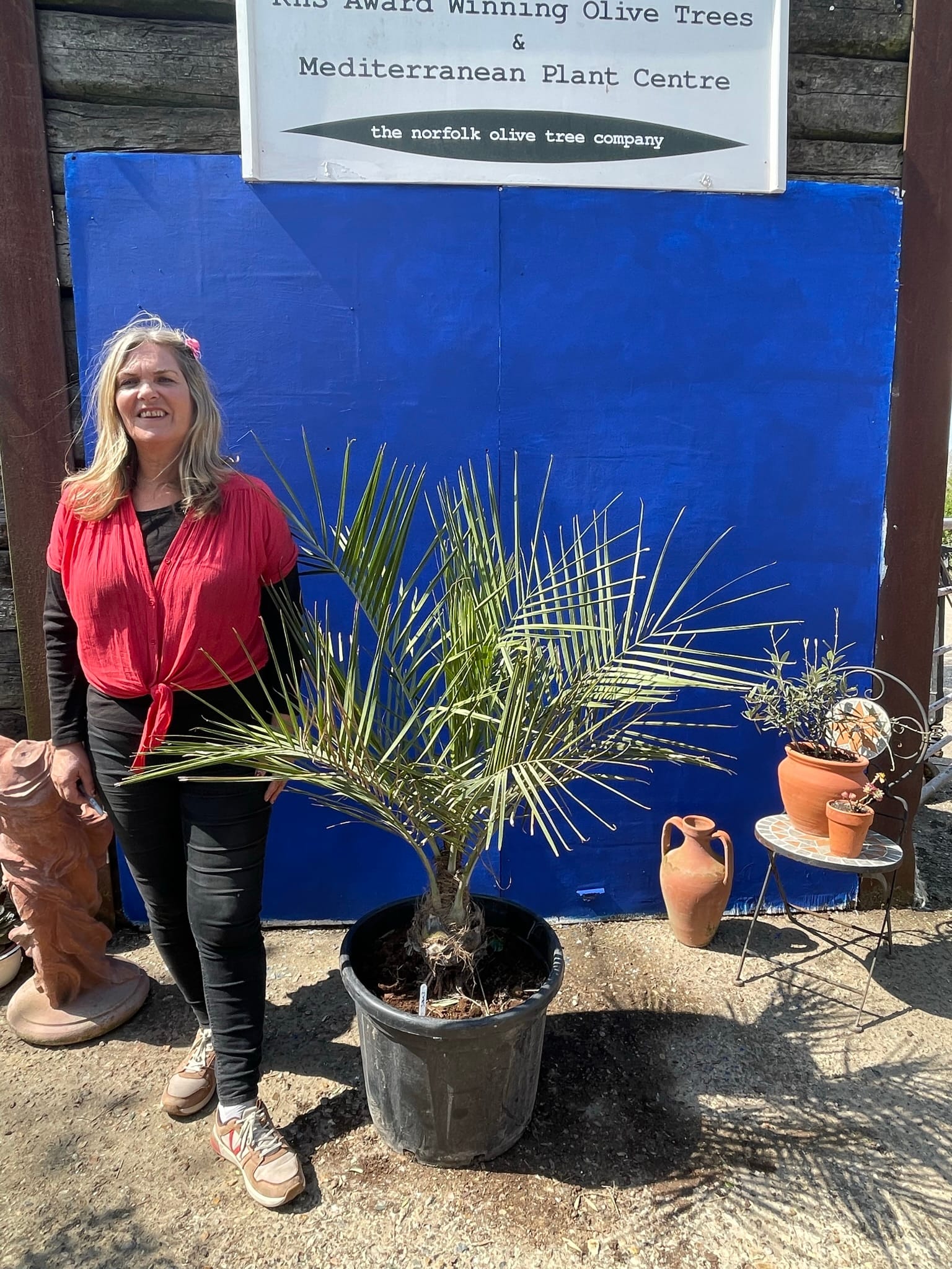 Jubaea Chilensis - The Norfolk Olive Tree Company