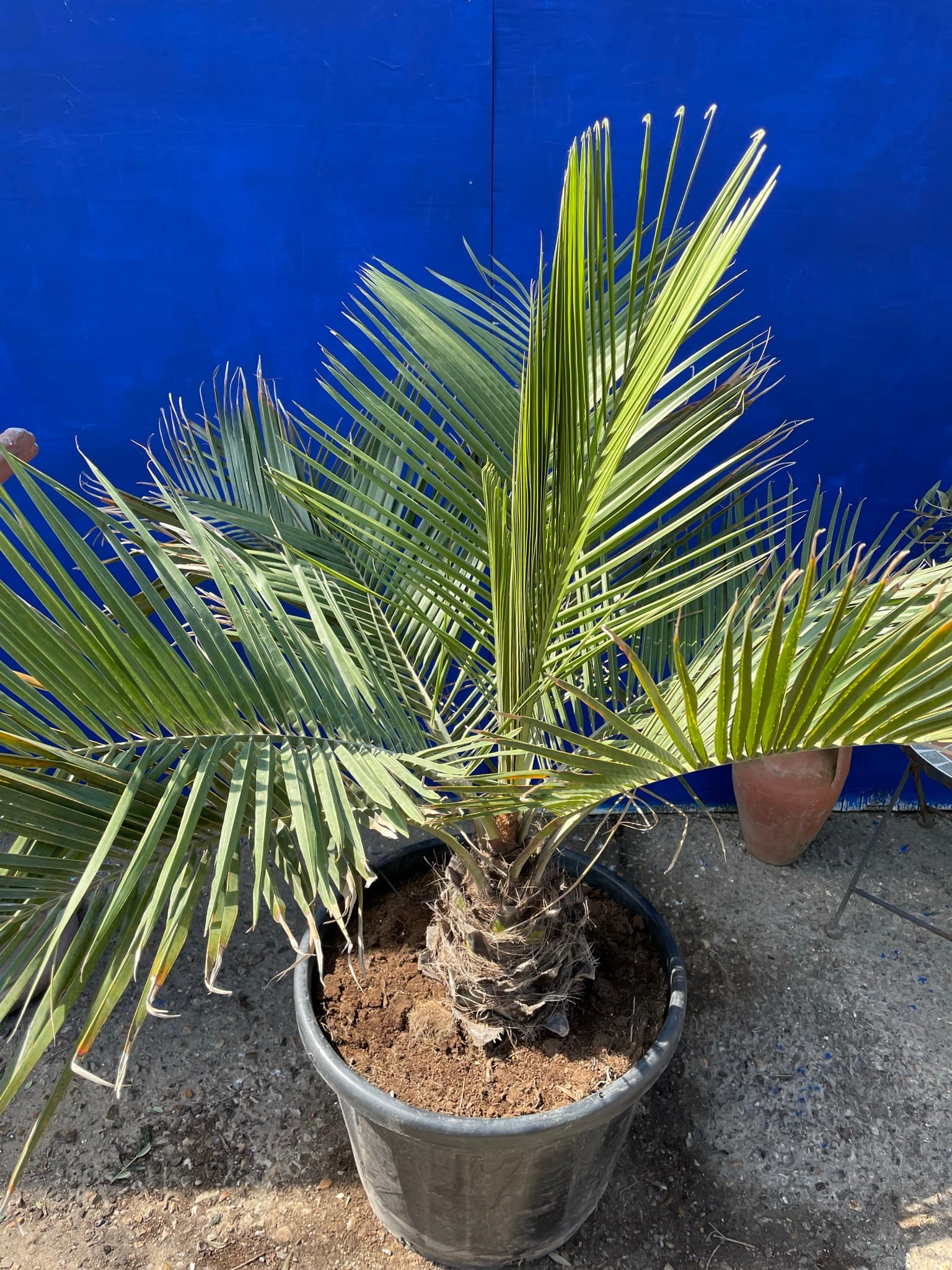 Jubaea Chilensis - The Norfolk Olive Tree Company