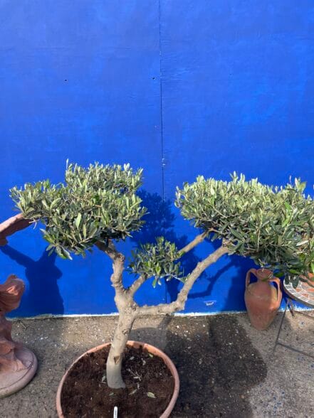 Small cloud Olive tree - The Norfolk Olive Tree Company