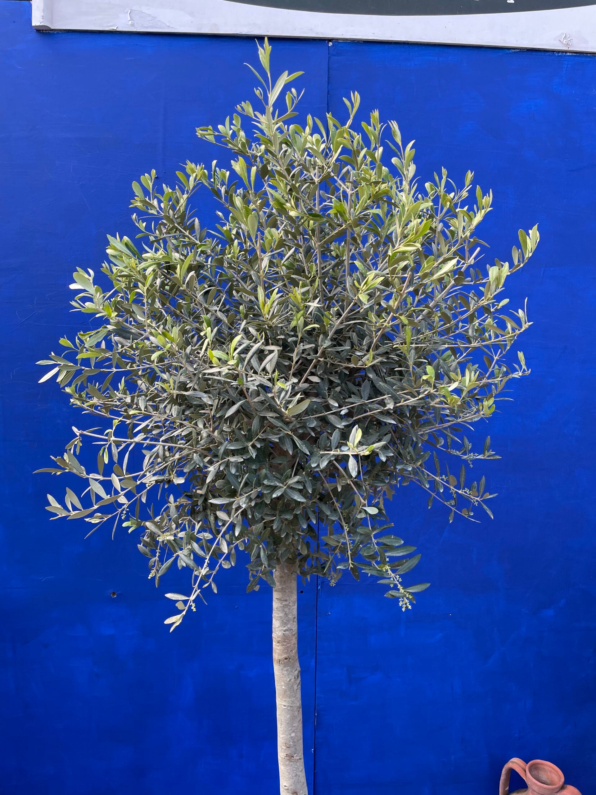 Courtyard Olive tree
