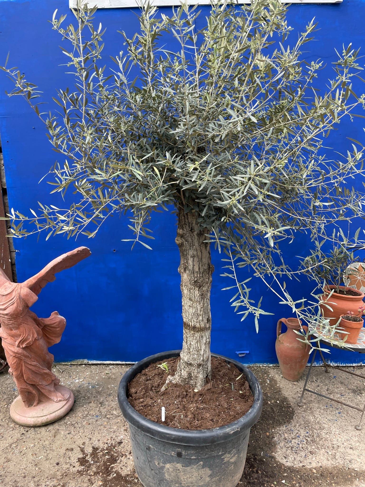 Gordal Olive tree - The Norfolk Olive Tree Company
