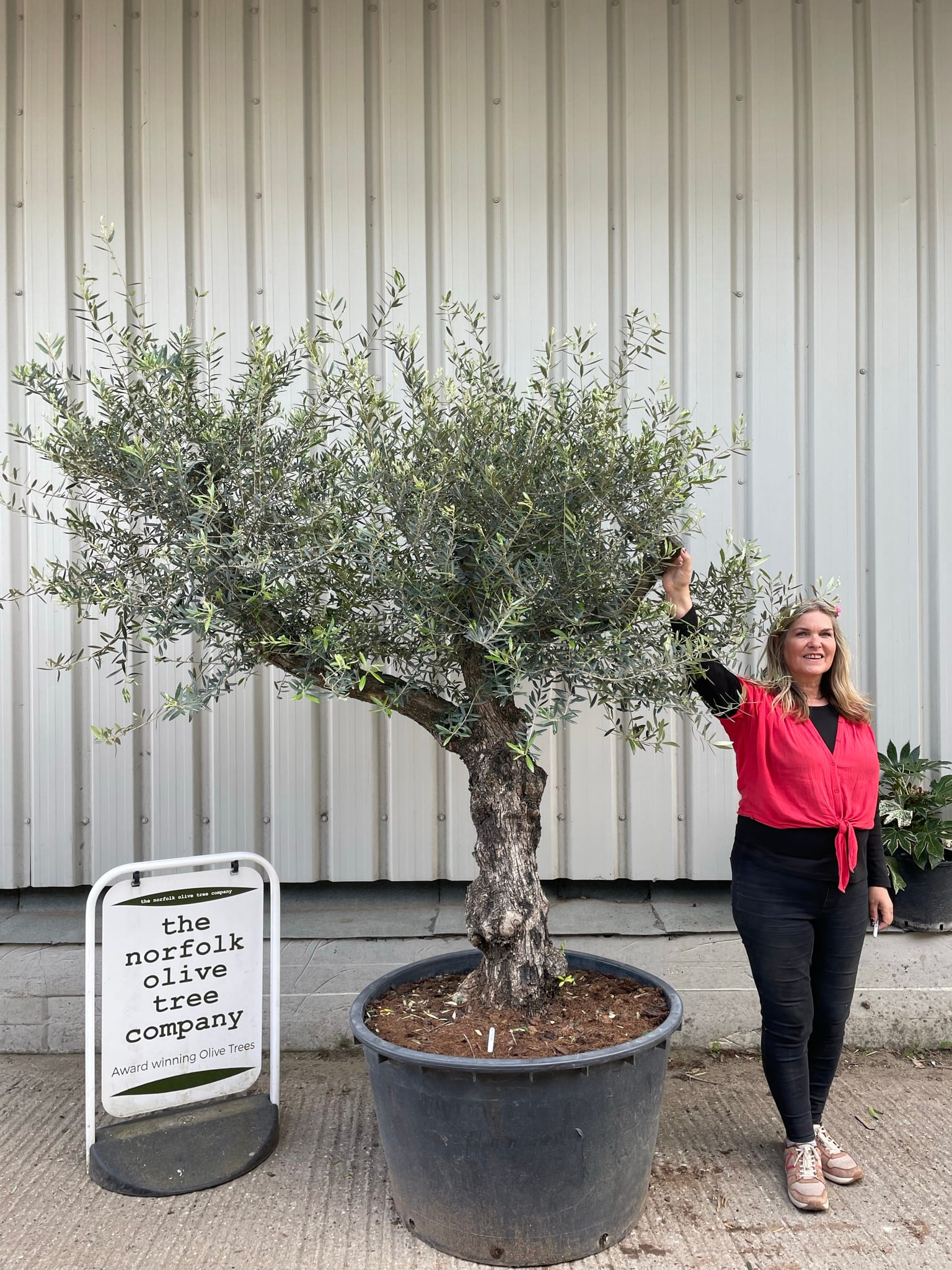 Tuscan pruned Olive tree - The Norfolk Olive Tree Company
