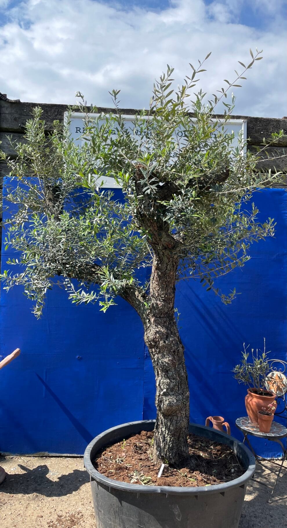 Tuscan pruned Olive tree 4024 - The Norfolk Olive Tree Company