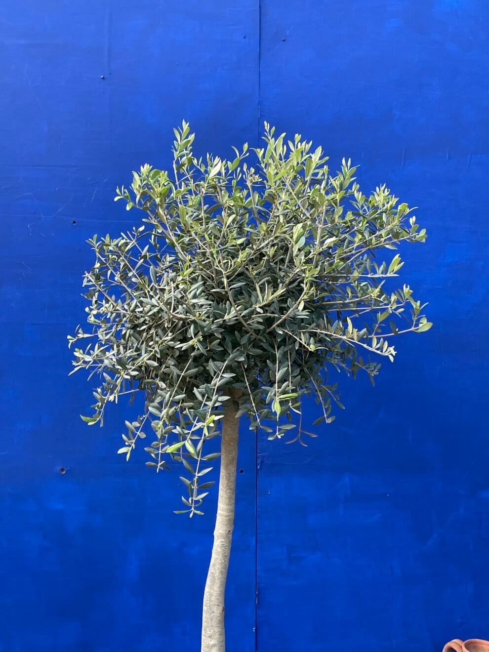 Courtyard Olive tree