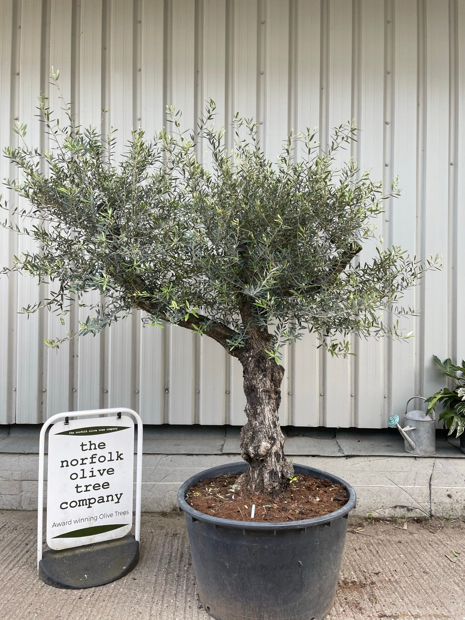 Tuscan pruned Olive tree - The Norfolk Olive Tree Company