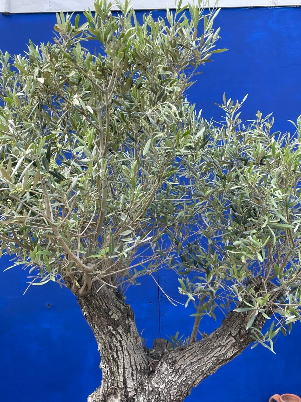 Olive tree with charm - The Norfolk Olive Tree Company
