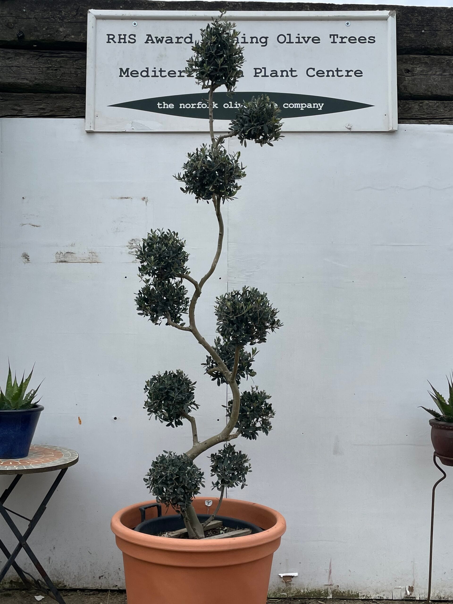 Pom pom spiral Olive in terracotta resin pot. - The Norfolk Olive Tree ...