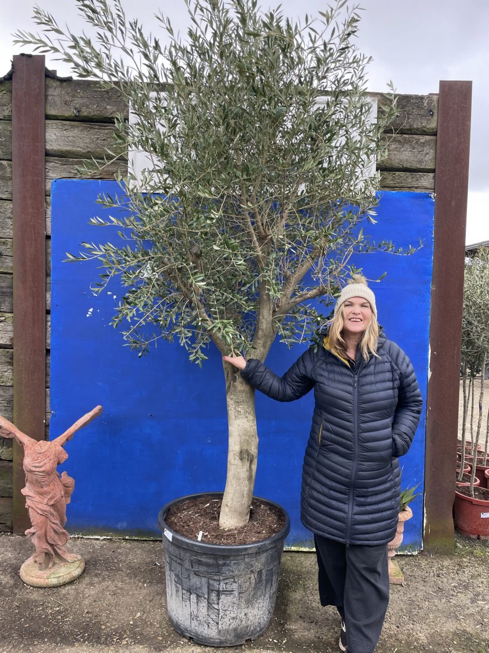 Mature Olive tree - The Norfolk Olive Tree Company