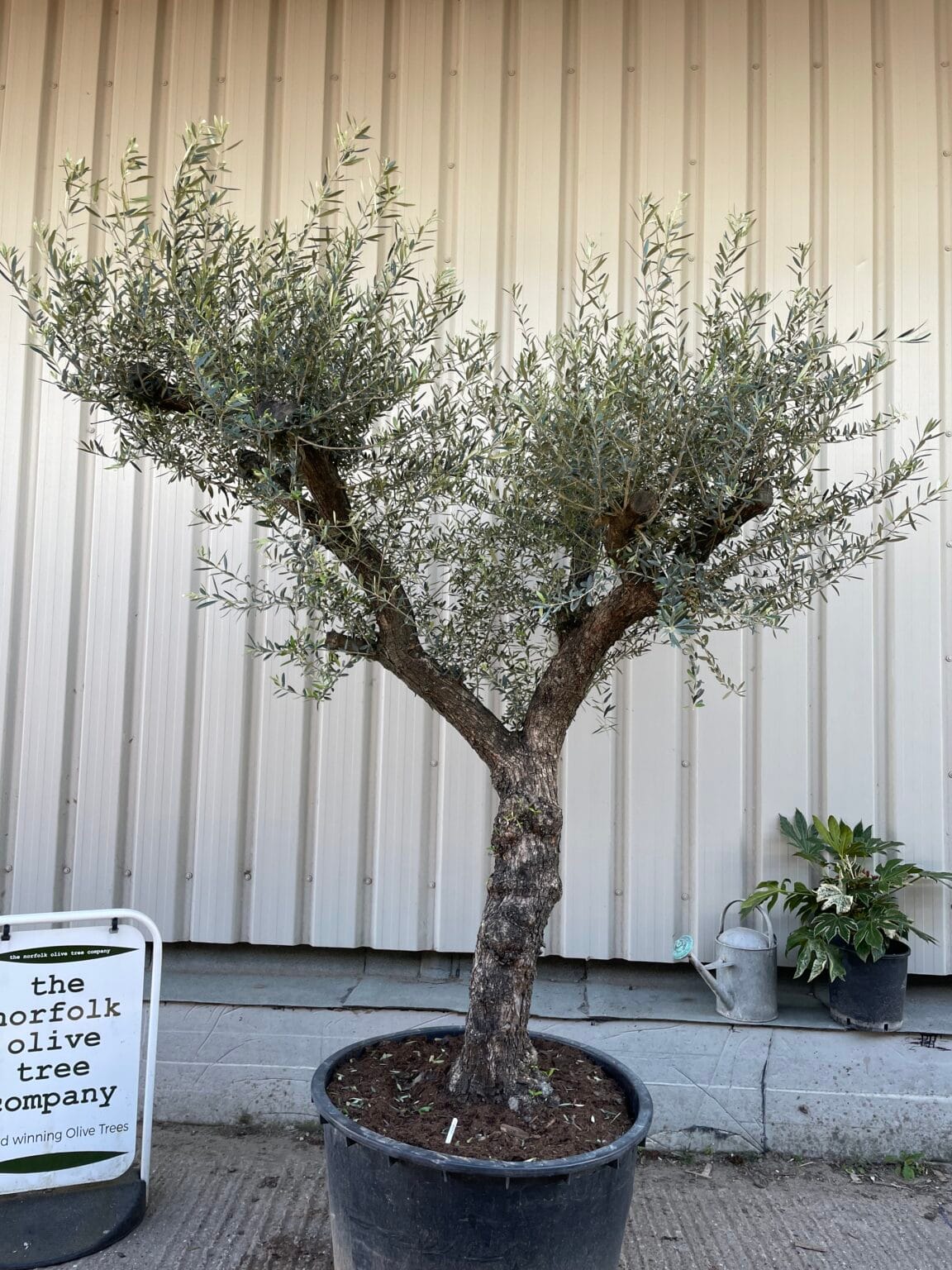 Tuscan pruned Olive tree - The Norfolk Olive Tree Company