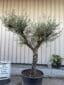 Tuscan pruned Olive tree - The Norfolk Olive Tree Company
