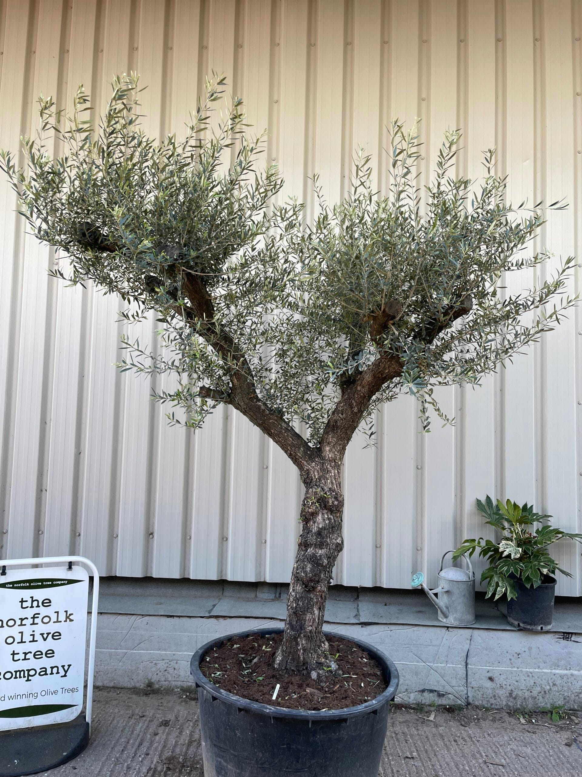 Tuscan pruned Olive tree - The Norfolk Olive Tree Company