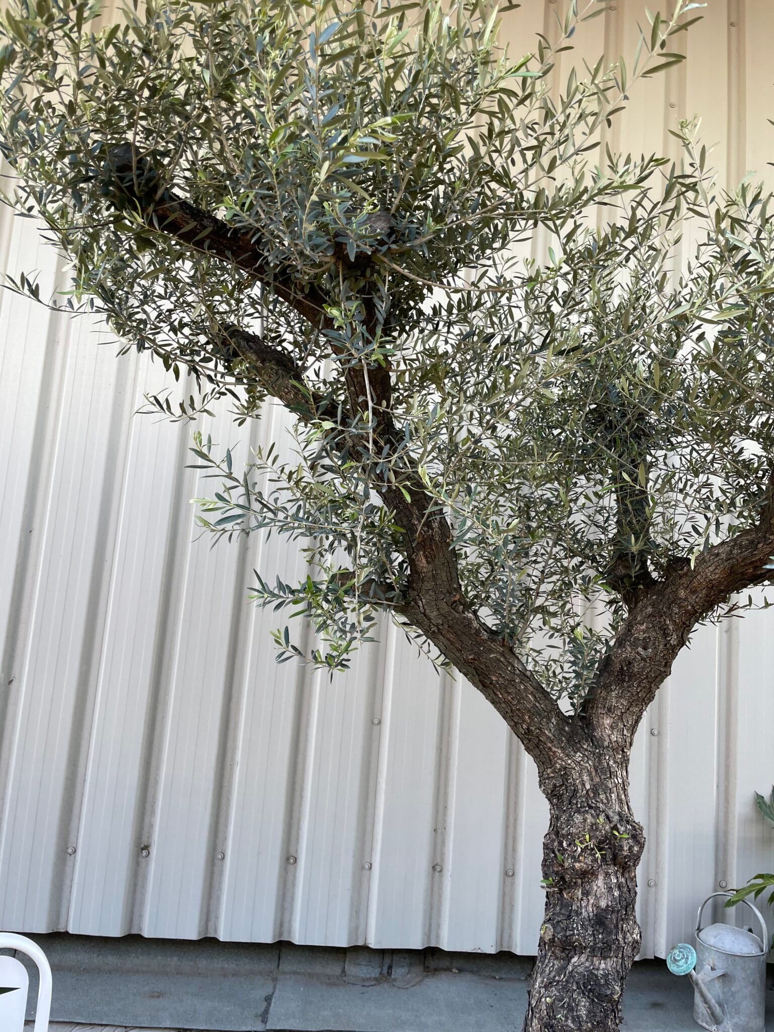 Tuscan pruned Olive tree - The Norfolk Olive Tree Company