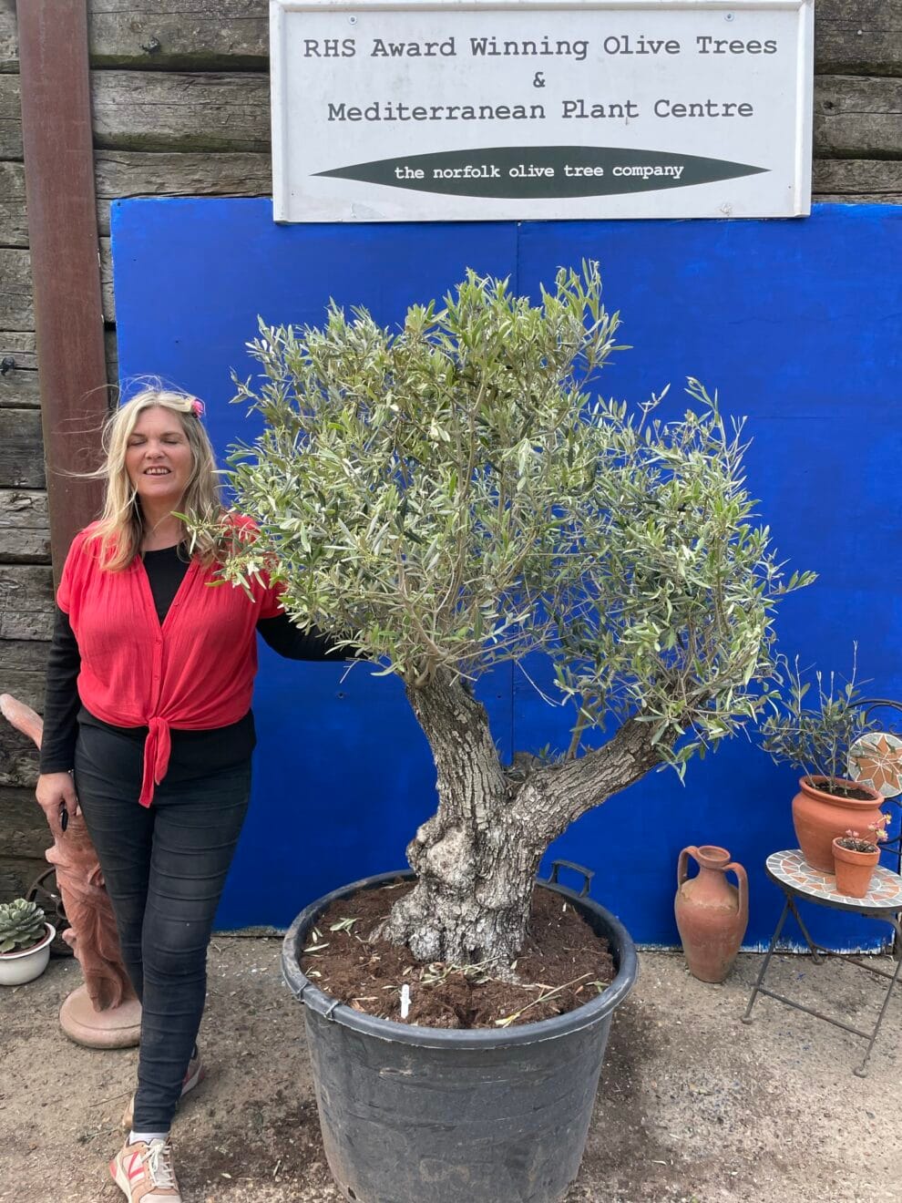 Olive tree with charm - The Norfolk Olive Tree Company