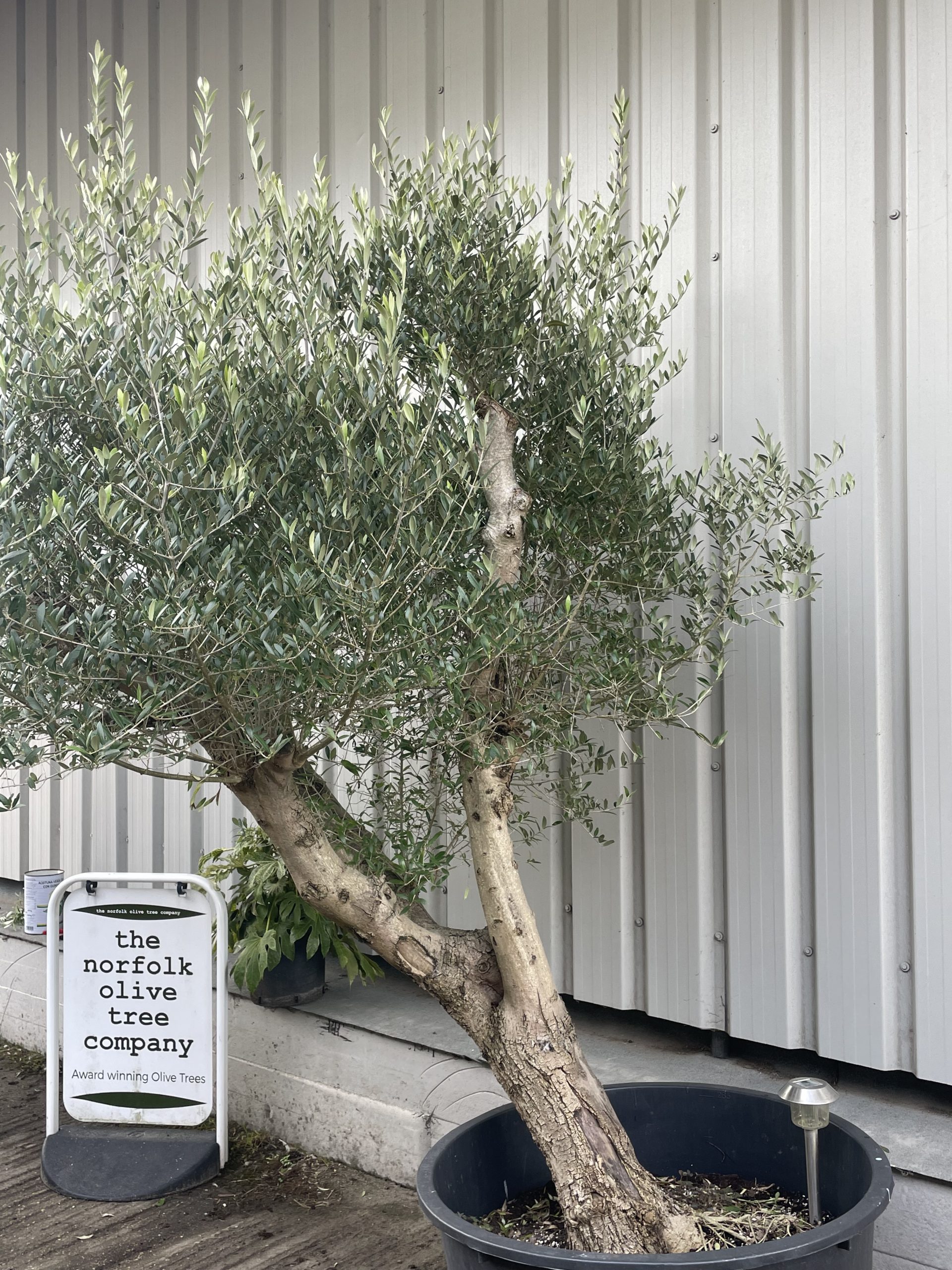 Romantic open crown olive tree - The Norfolk Olive Tree Company
