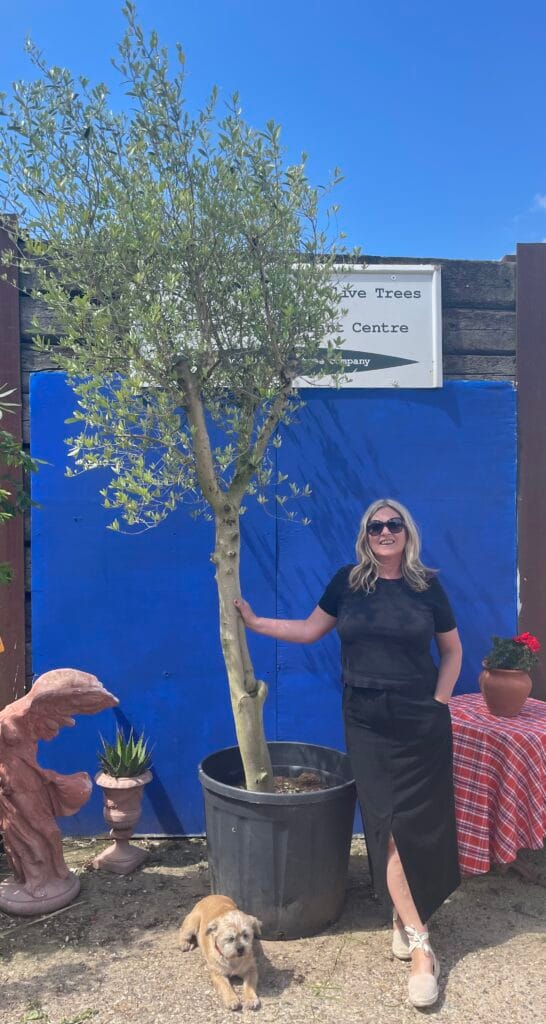 Multi-stem Olive tree - The Norfolk Olive Tree Company