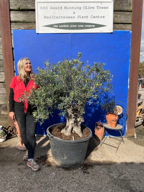 Dwarf Olive Tree. - The Norfolk Olive Tree Company