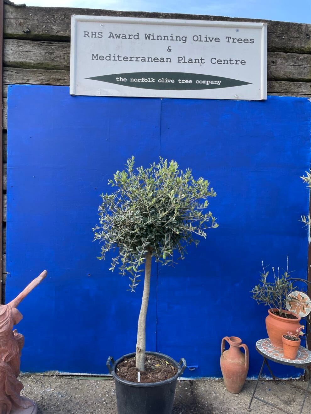 Courtyard Olive tree