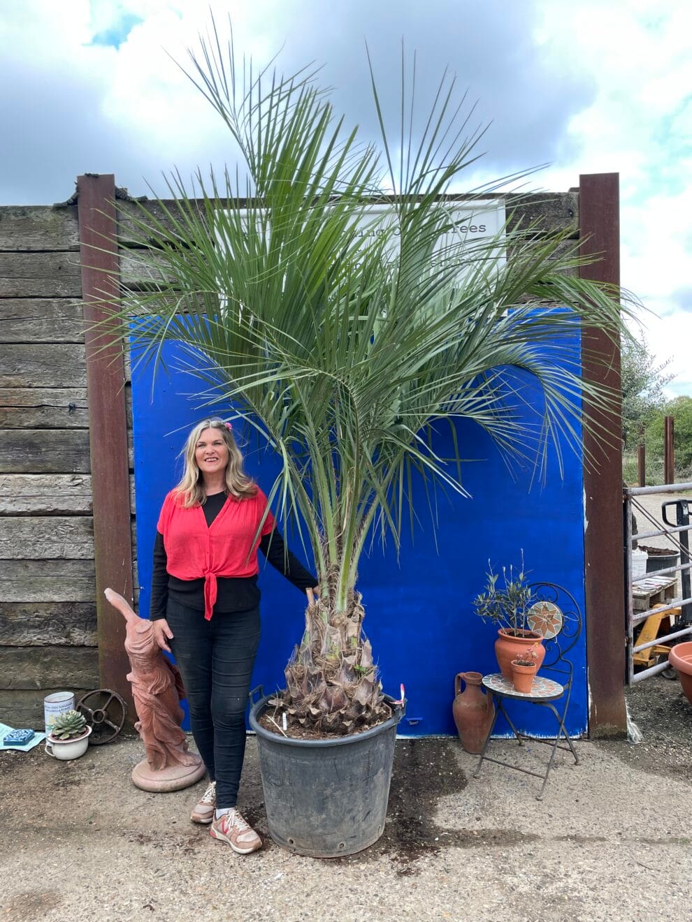 Butia Capitata for sale. - The Norfolk Olive Tree Company