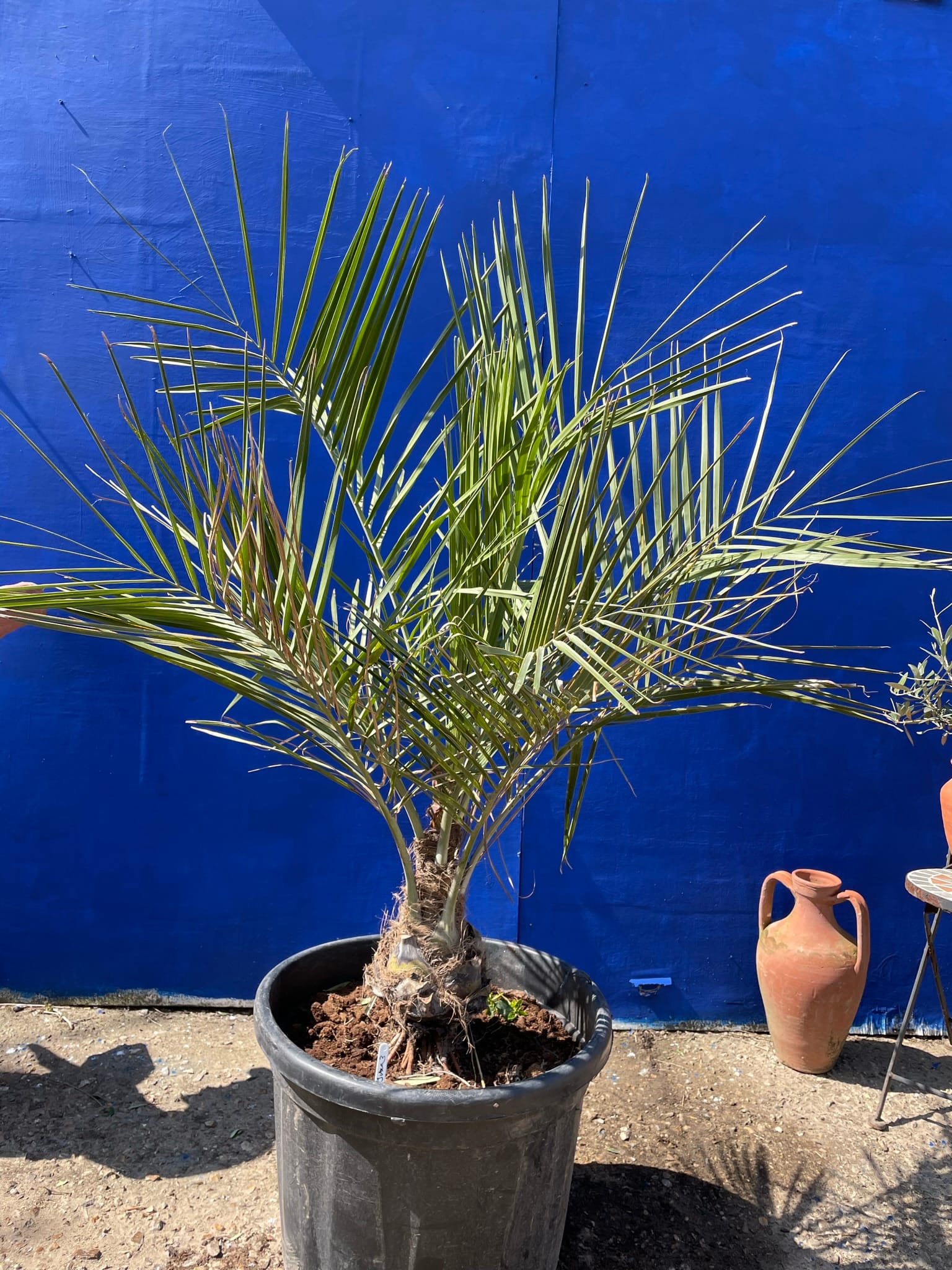 Jubaea Chilensis - The Norfolk Olive Tree Company