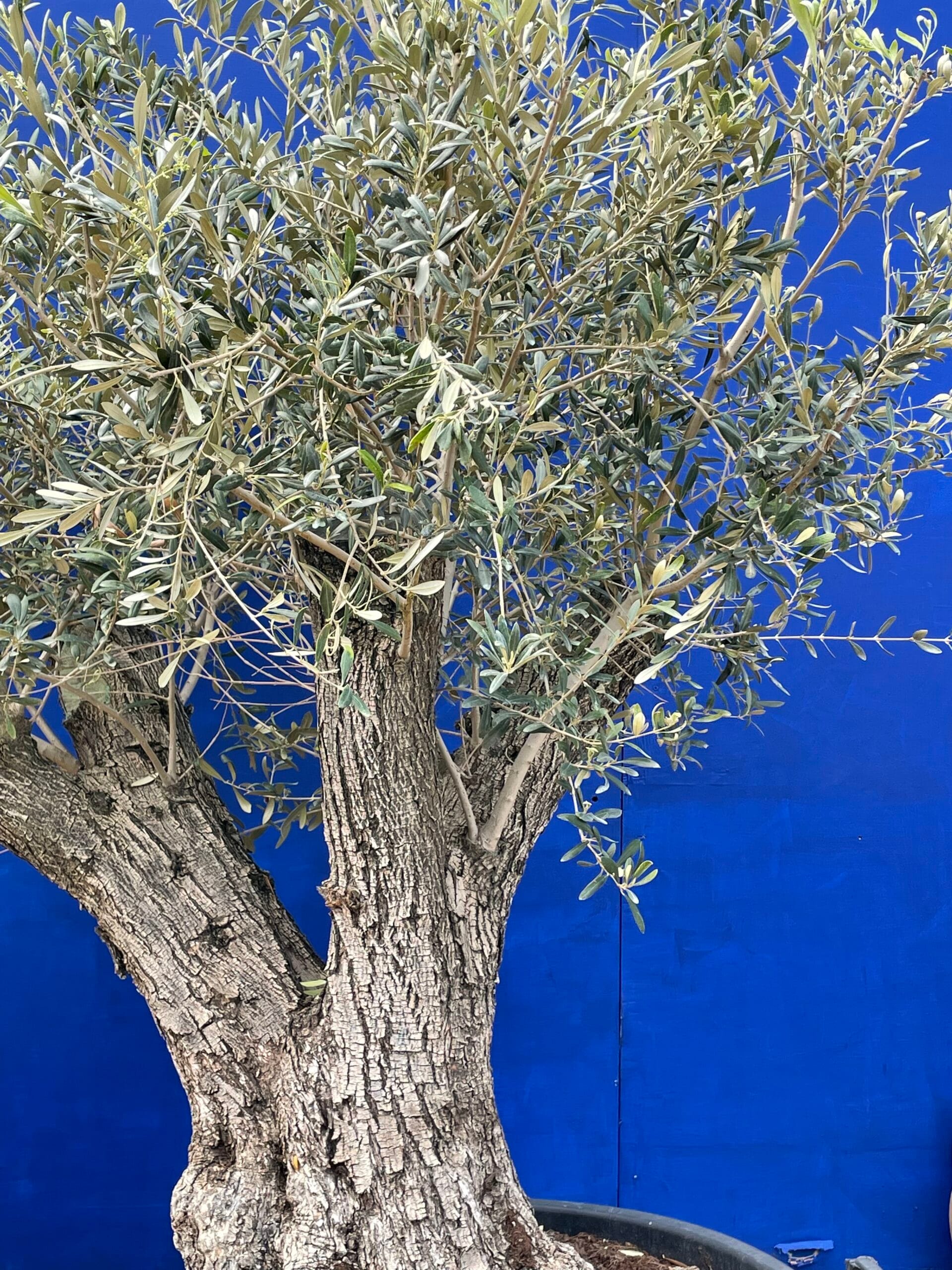 Olive tree with charm - The Norfolk Olive Tree Company