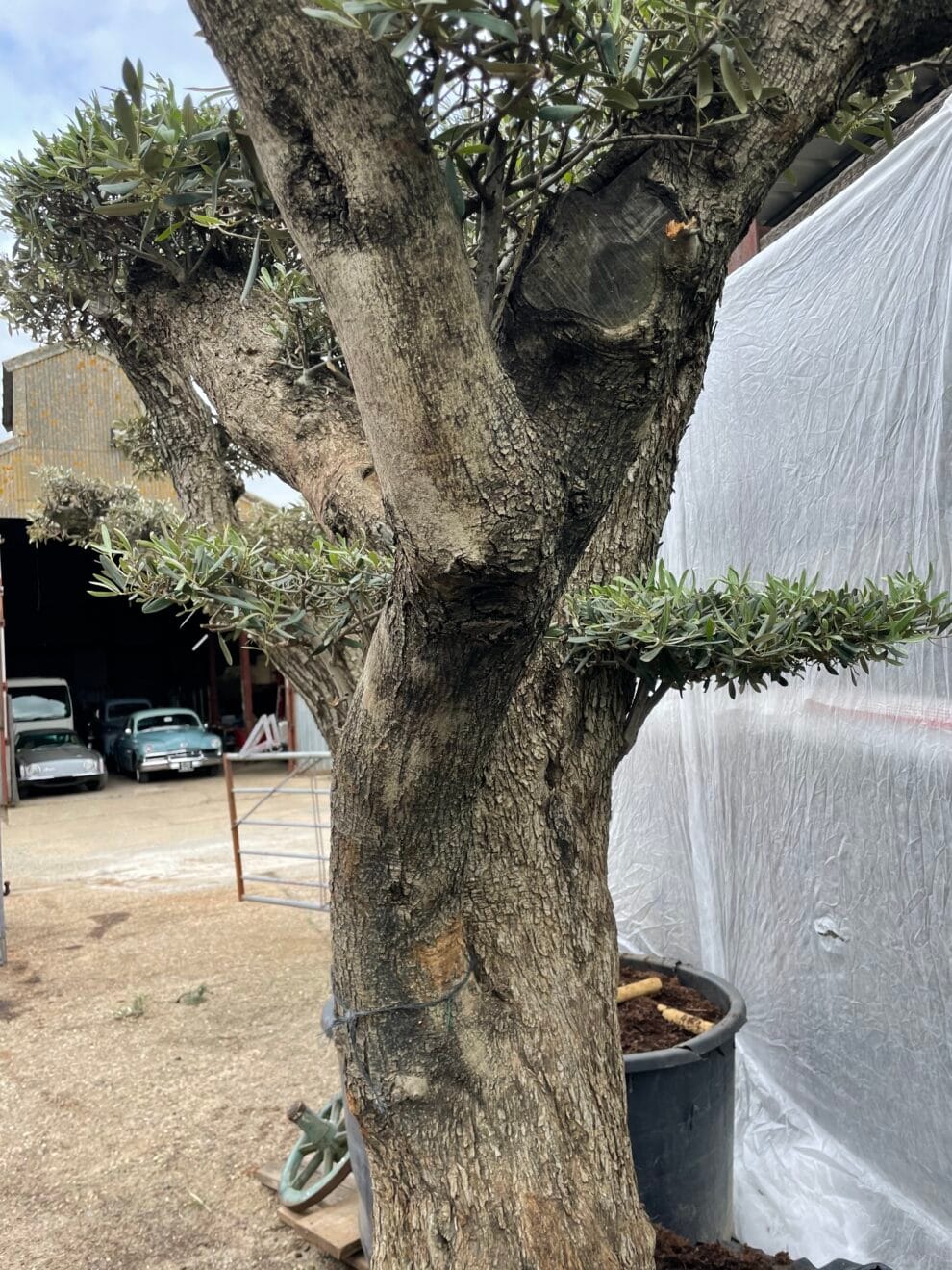 Ancient Cloud PrunEd Tree for sale. A fantastic specimen olive.