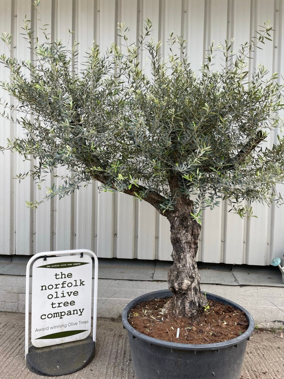 Tuscan pruned Olive tree - The Norfolk Olive Tree Company