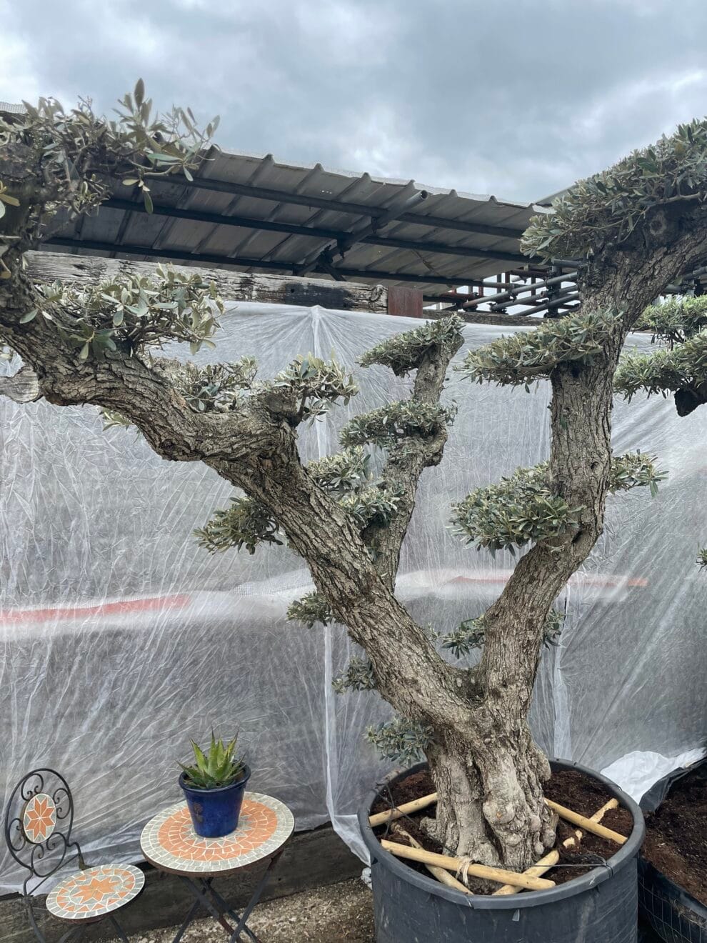 Ancient Cloud Pruned Olive Tree for sale. A fantastic specimen olive.