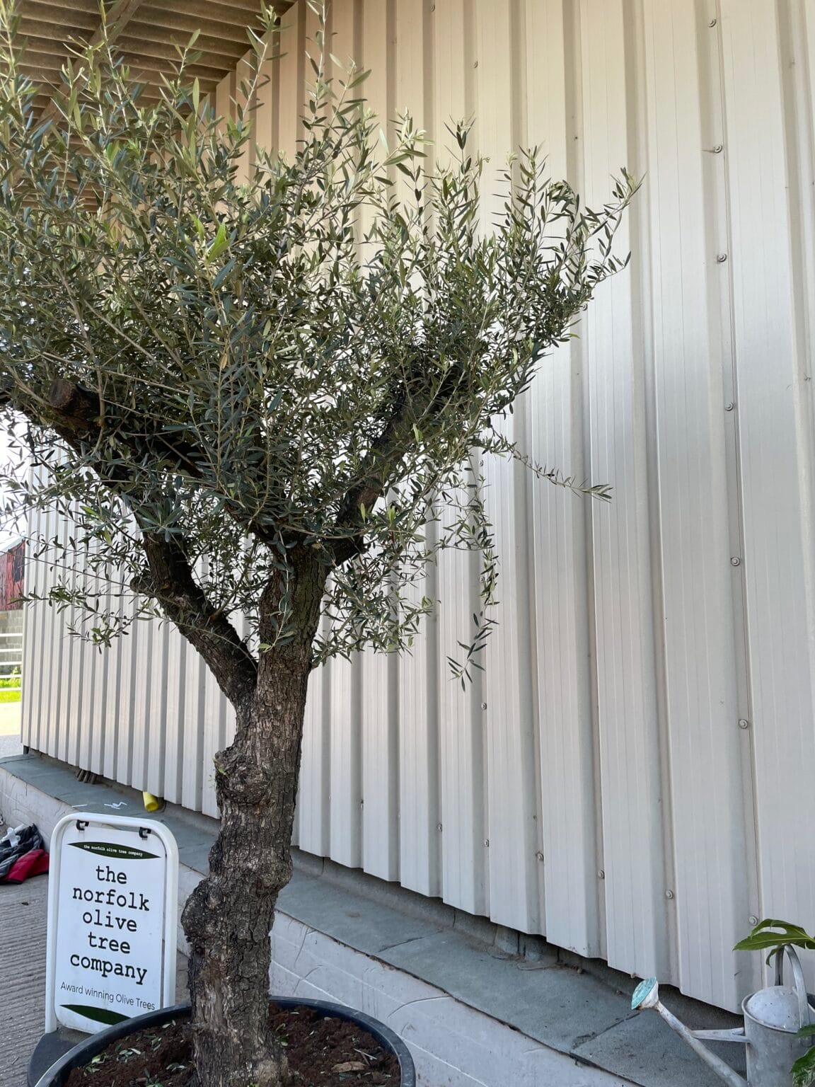 Tuscan pruned Olive tree - The Norfolk Olive Tree Company