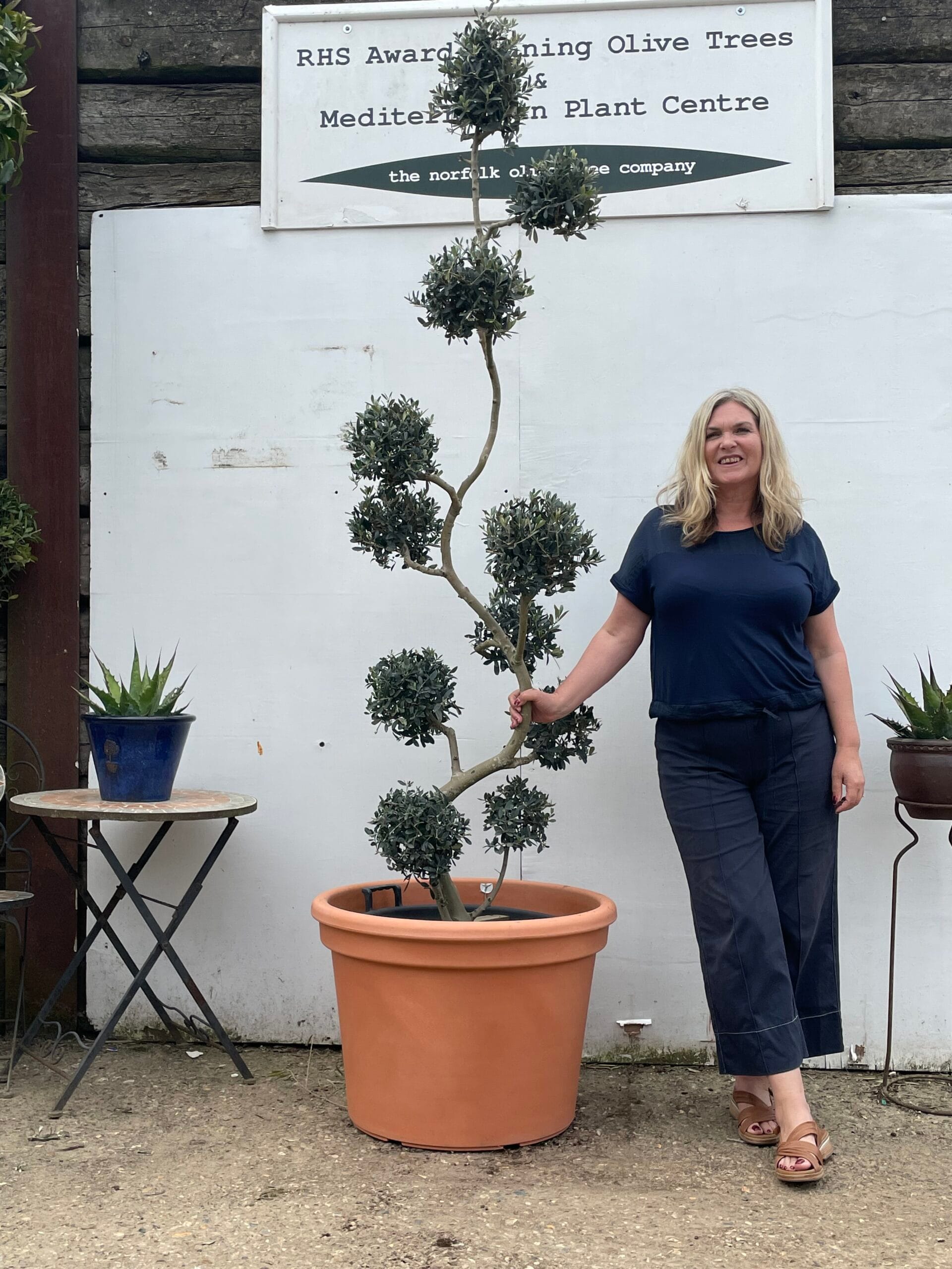 Pom pom spiral Olive in terracotta resin pot. - The Norfolk Olive Tree ...
