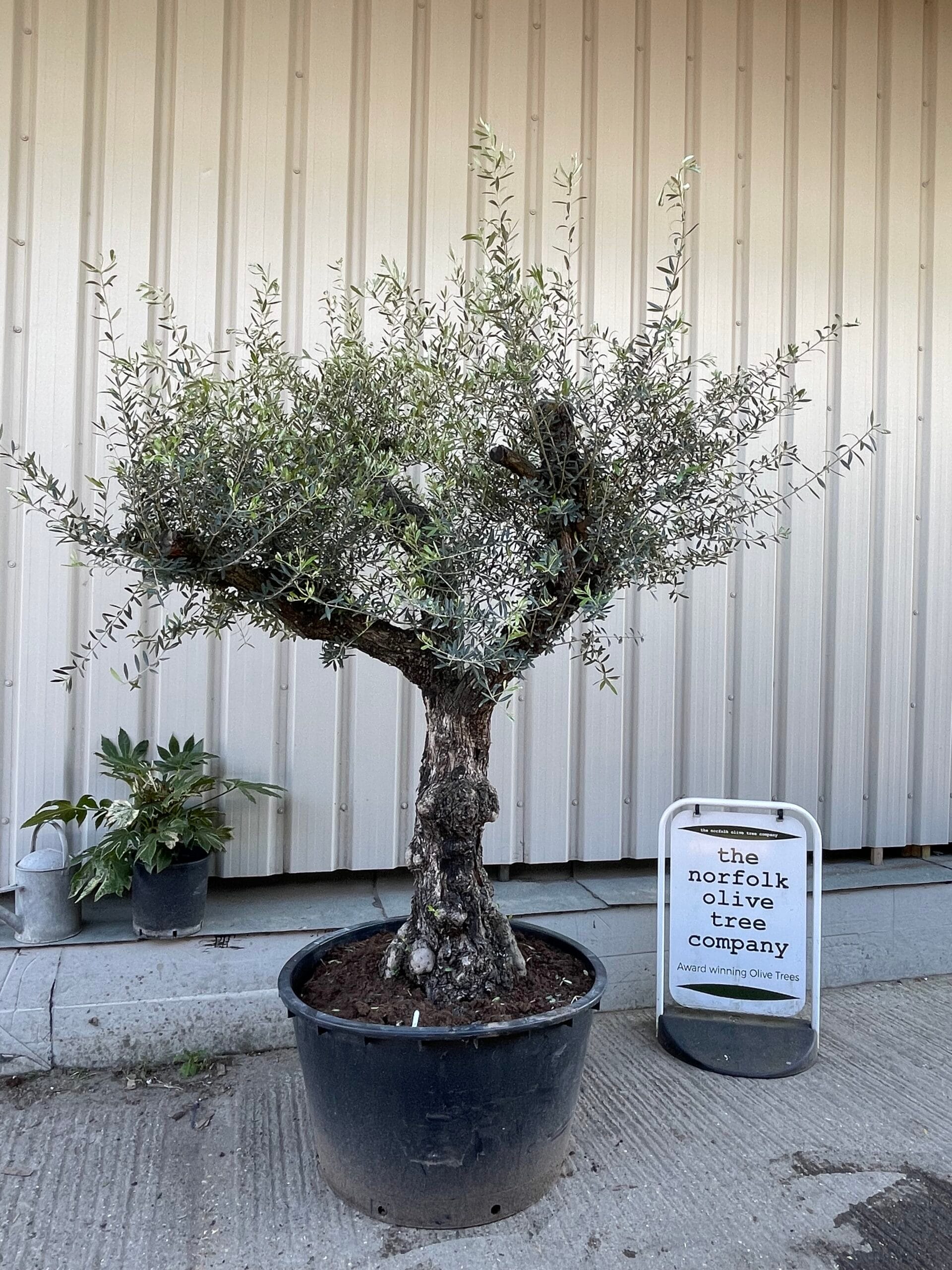 Tuscan pruned Olive tree - The Norfolk Olive Tree Company
