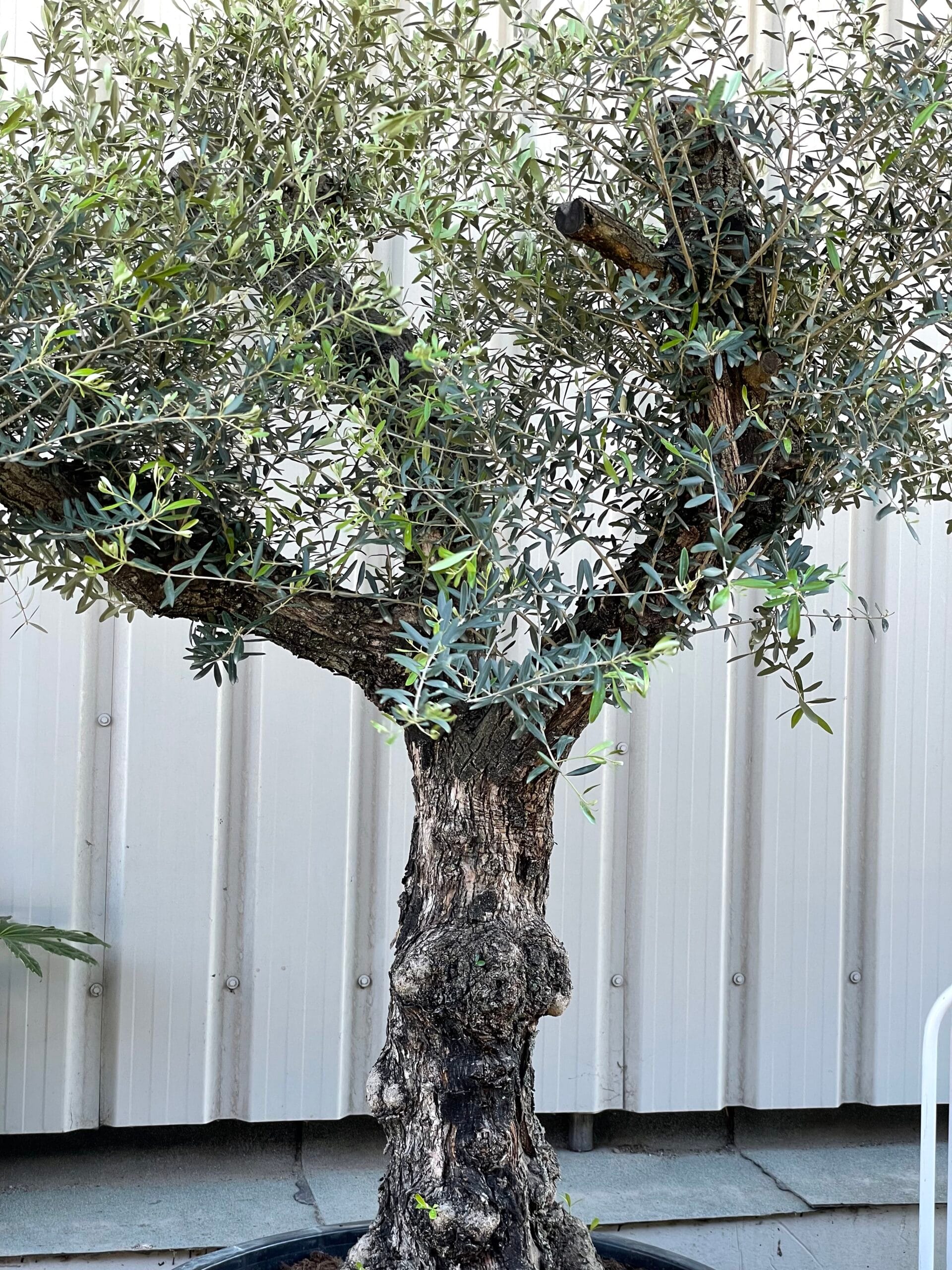 Tuscan pruned Olive tree - The Norfolk Olive Tree Company