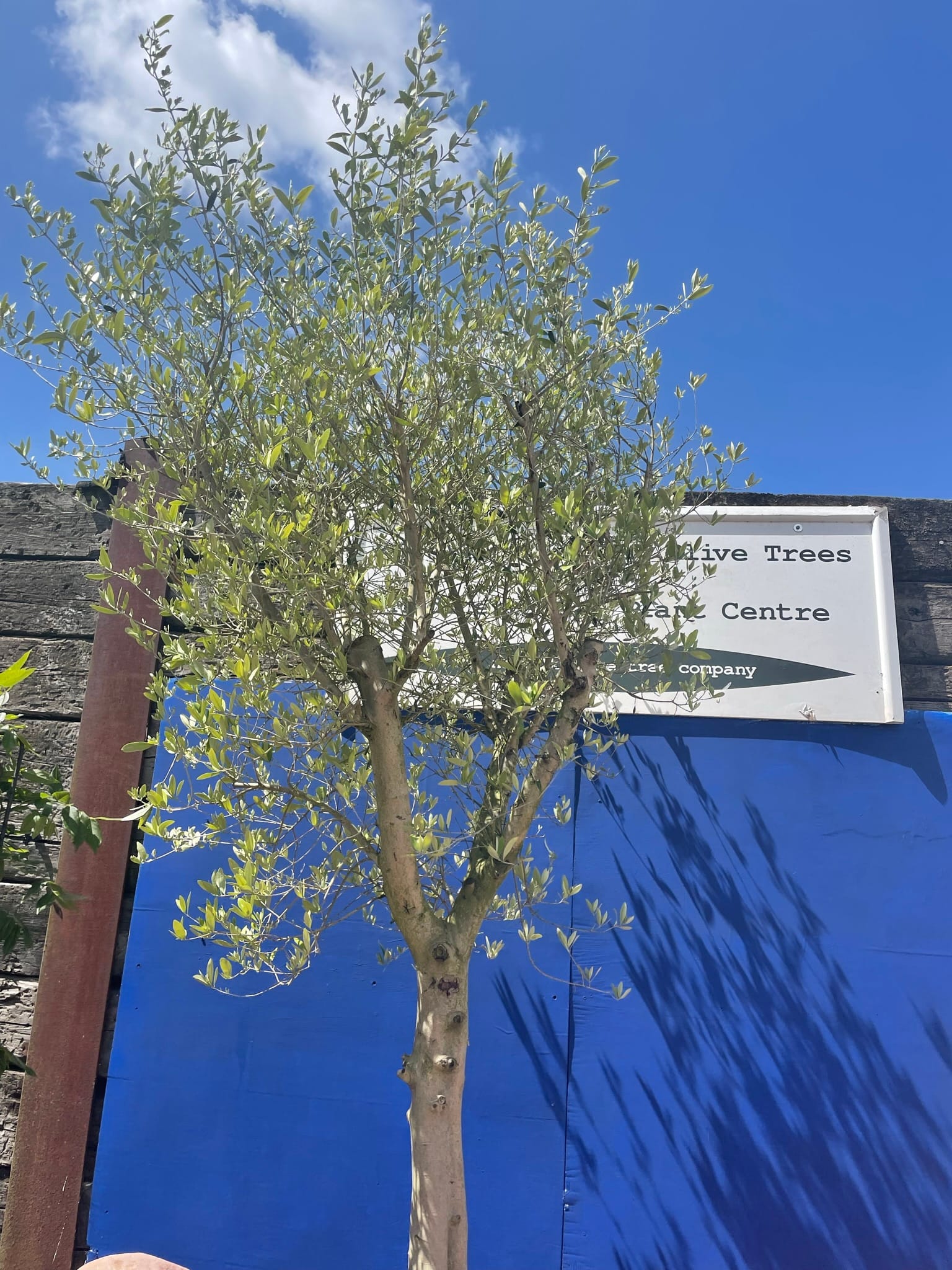 Multi-stem Olive tree - The Norfolk Olive Tree Company