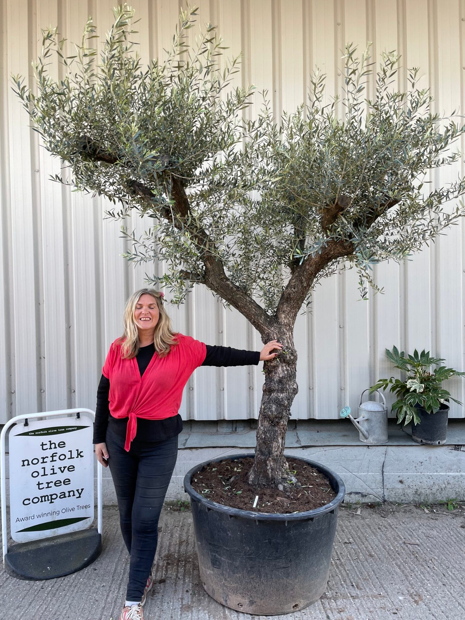 Tuscan pruned Olive tree - The Norfolk Olive Tree Company