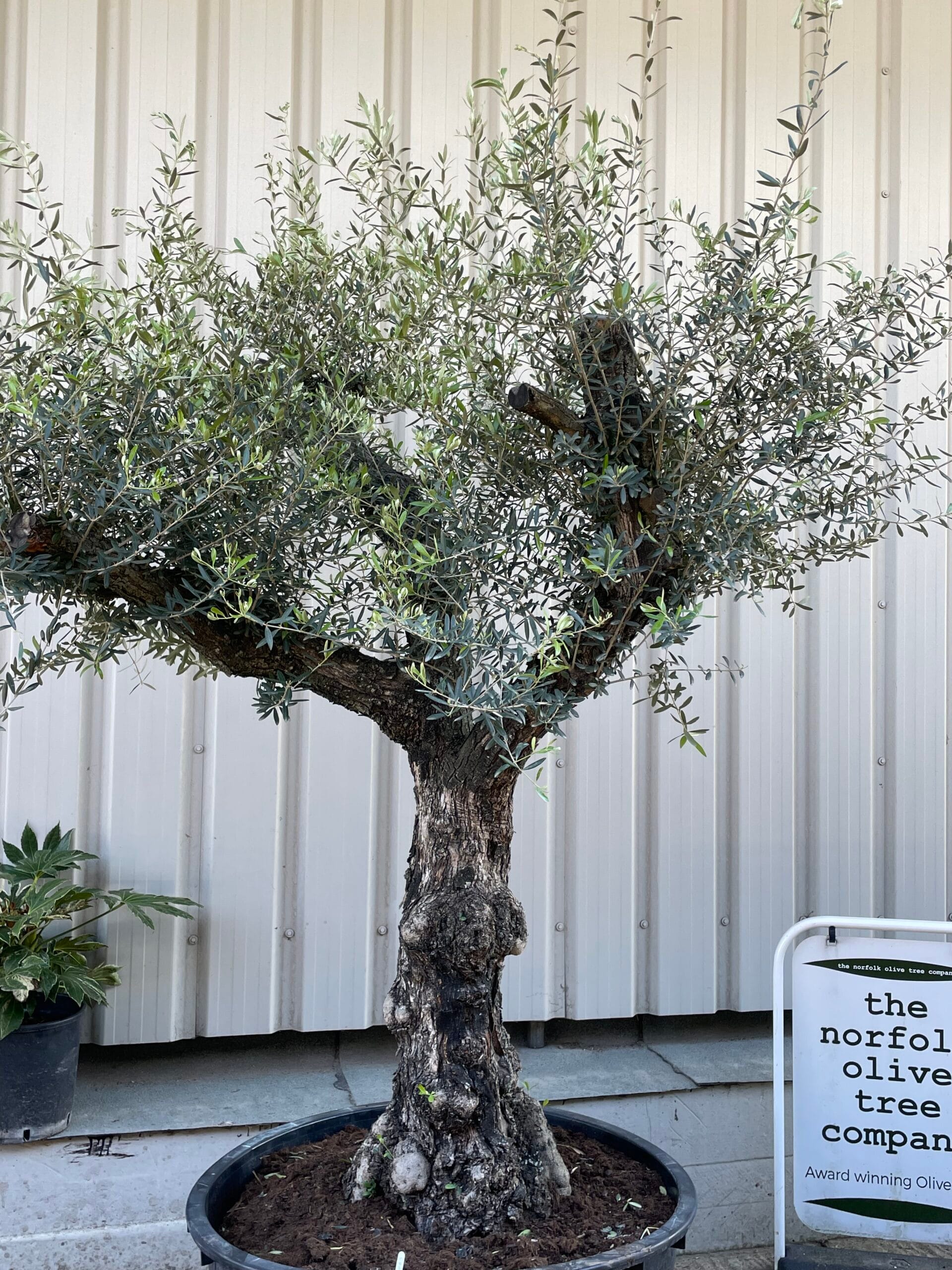 Tuscan pruned Olive tree - The Norfolk Olive Tree Company