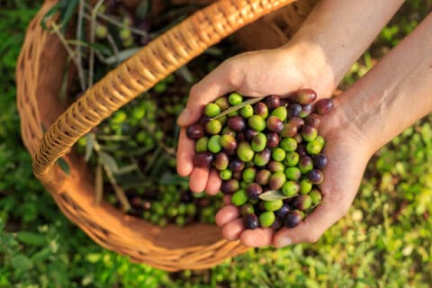 How to produce fruiting Olive trees? - The Norfolk Olive Tree Company
