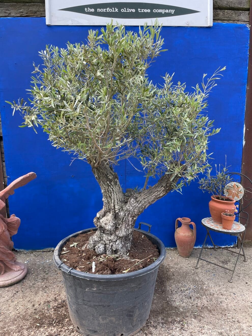 Olive tree with charm - The Norfolk Olive Tree Company