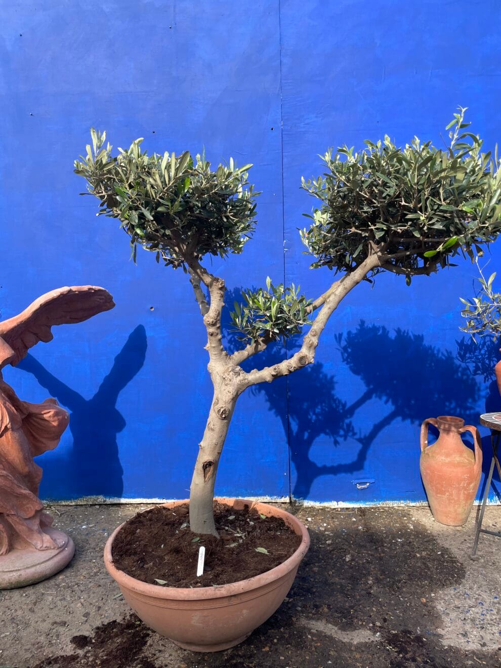 Small cloud Olive tree - The Norfolk Olive Tree Company